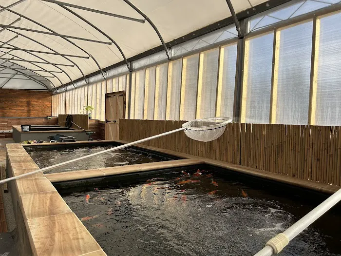 Shosha Koi: Premier Japanese Koi Specialist in Rutland, UK